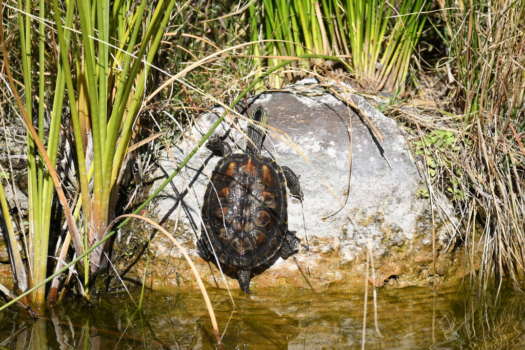 Common thread turtle in December 2023 by Marta C. · iNaturalist