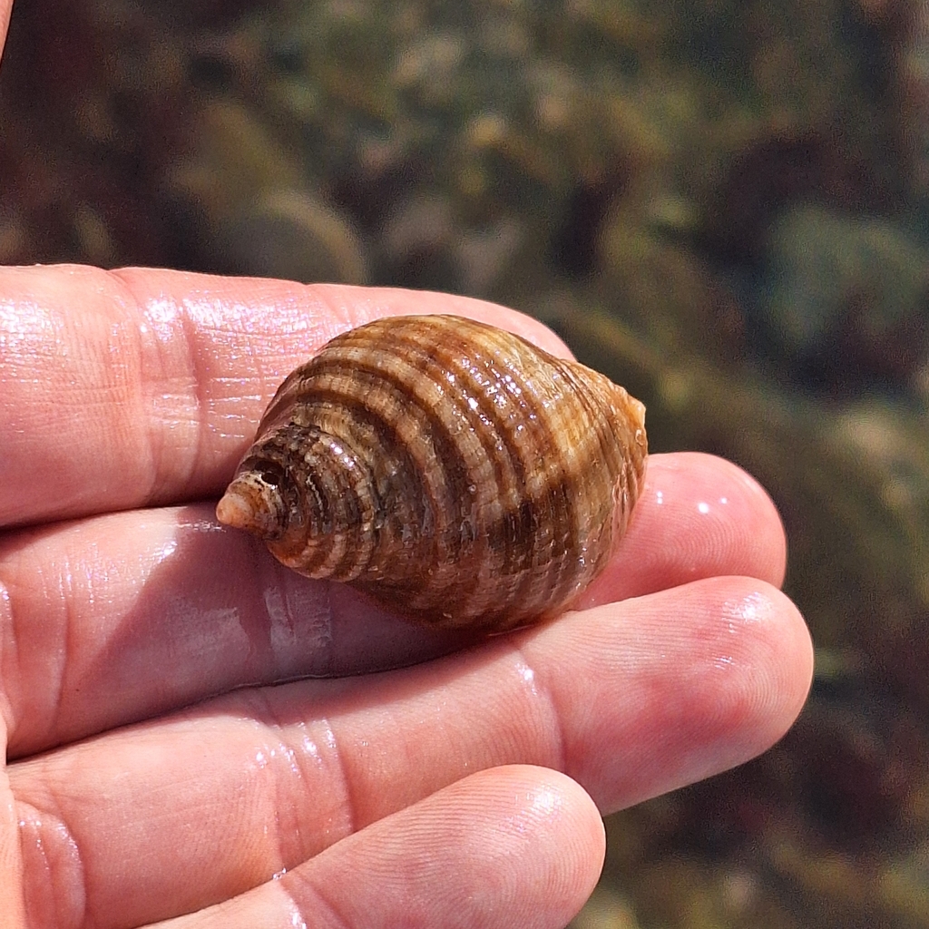 Cart-Rut Shell from Aroona QLD 4551, Australia on December 28, 2023 at ...