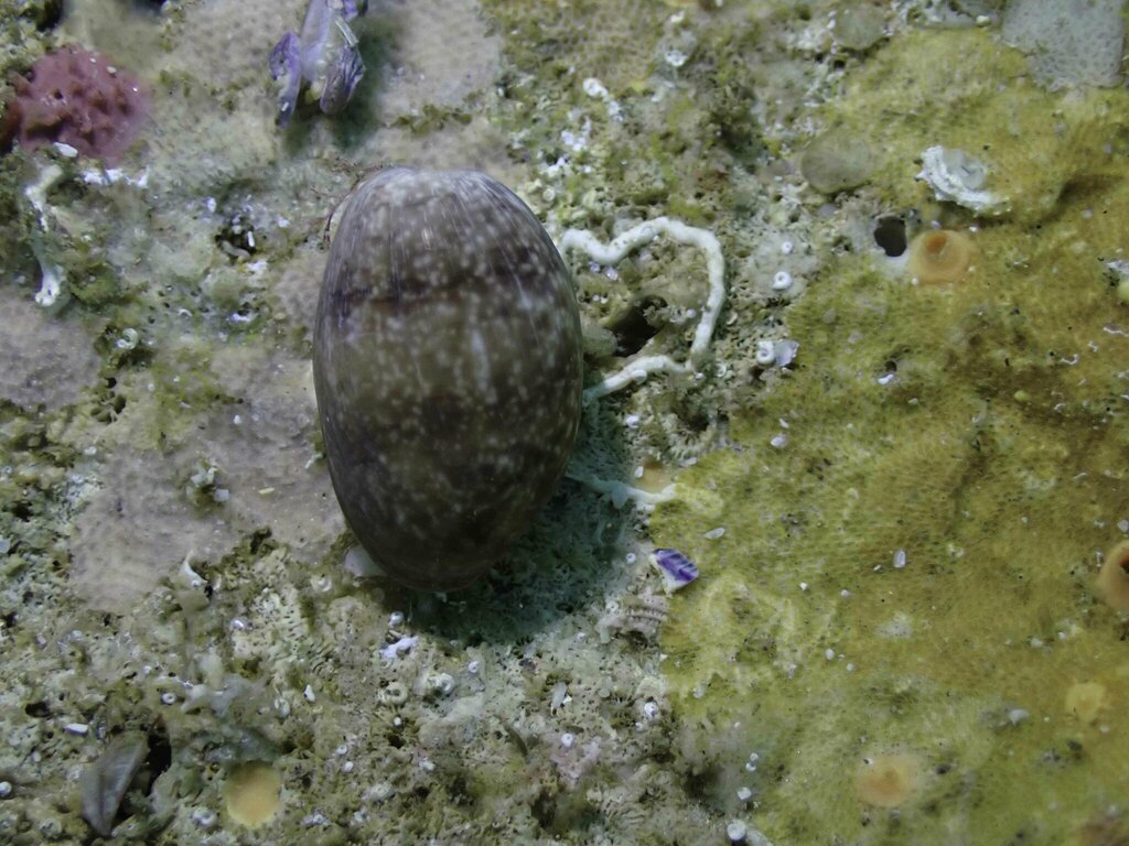 Bulla angasi from North-West Solitary Island, New South Wales ...