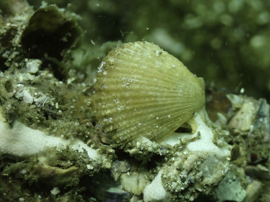 Livid Fan Scallop from North-West Solitary Island, New South Wales ...