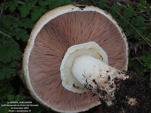 Agaricus variegans · iNaturalist United Kingdom