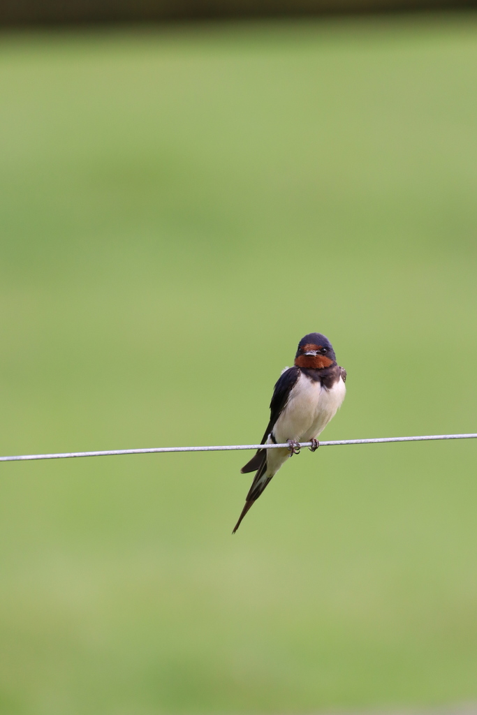 White-bellied Barn Swallow from Foaty, Co. Cork, Ireland on August 31 ...