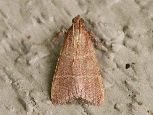 Ochre Parachma Moth from Ramsey Canyon Preserve-Nature Conservancy, 27 ...