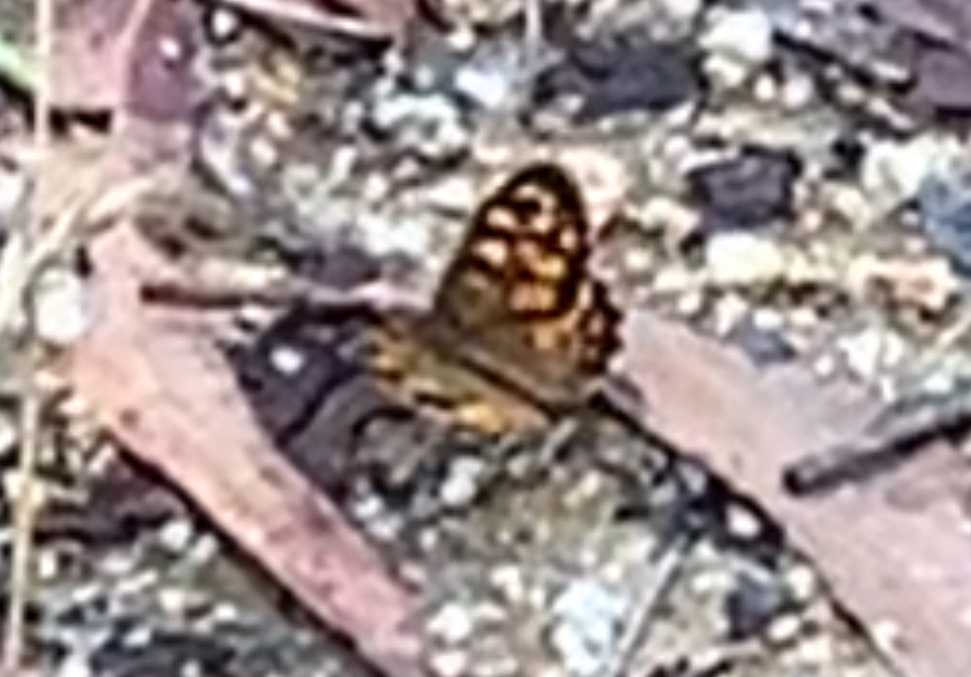 Shouldered Brown from Bald Rock National Park, Boonoo Boonoo, NSW, AU ...