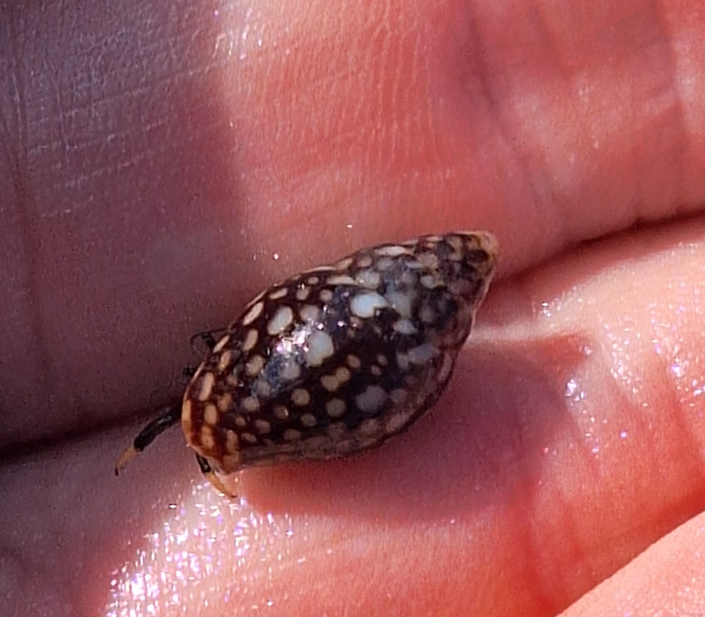 Tortoise Dove Shell from Kings Beach QLD 4551, Australia on December 28 ...