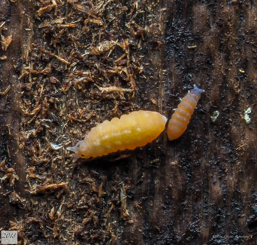Genus Superodontella · iNaturalist