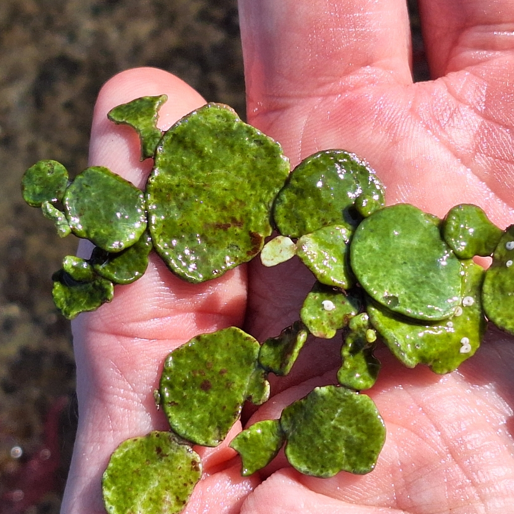 Halimeda from Australia on December 28, 2023 at 04:29 PM by Greg Tasney ...