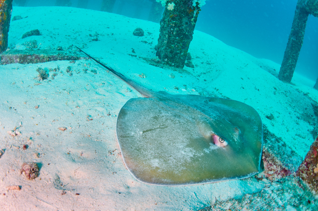 Jenkins' Whipray (Batoids of the World) · iNaturalist