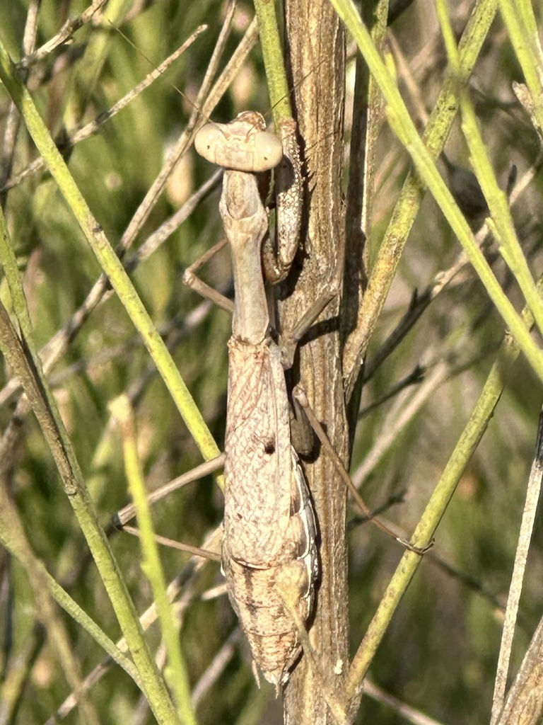 California Mantis from Mission Trails Regional Park, San Diego, CA, US ...