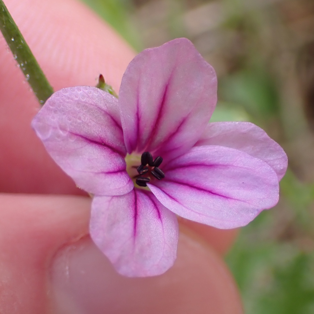 Mediterranean Stork's-bill from Riverside County, CA, USA on June 3 ...
