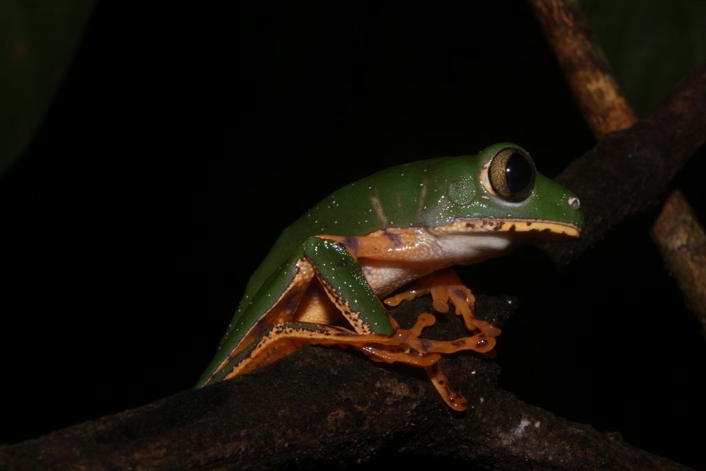 Barred Monkey Frog from Manaus - AM, Brasil on December 26, 2023 at 08: ...