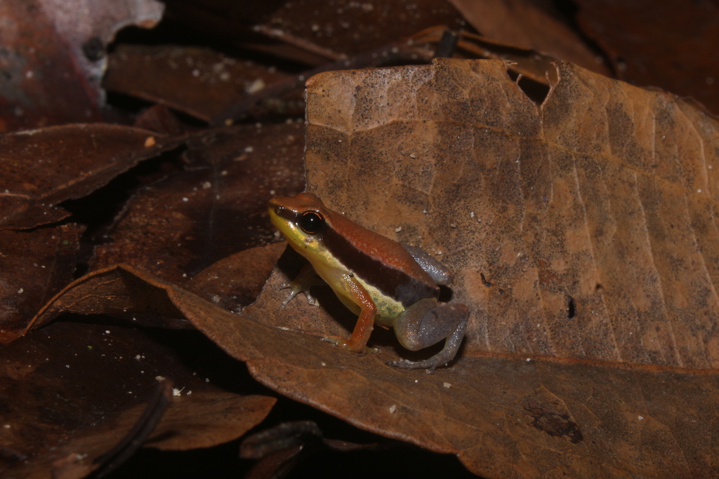 Allobates sumtuosus from Manaus - AM, Brasil on December 26, 2023 at 09 ...