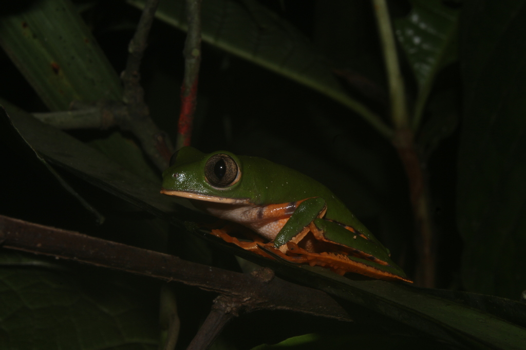 Barred Monkey Frog from Manaus - AM, Brasil on December 26, 2023 at 10: ...