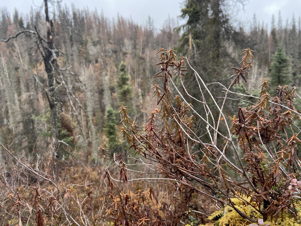 Bog Labrador Tea in October 2023 by Andrew Pauly · iNaturalist