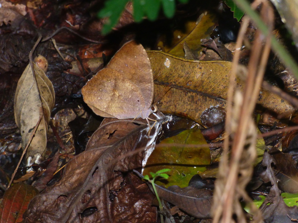 Antirrhea archaea from Vila Rica, Magé - RJ, Brasil on December 28 ...