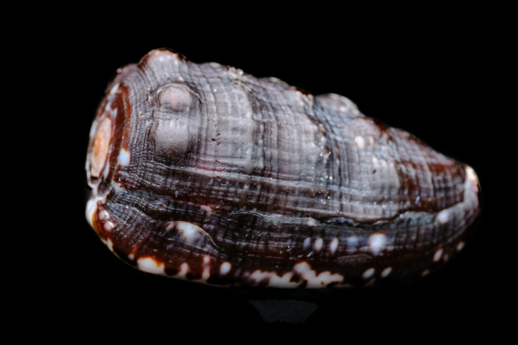 Morum tuberculosum from Montezuma, Puntarenas Province, Puntarenas ...