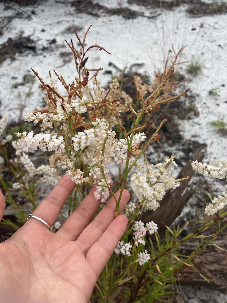 Sandhill wireweed from Jonathan Dickinson State Park, Hobe Sound, FL ...