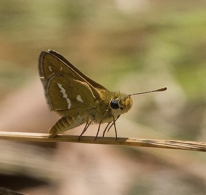 White-banded Grass-dart from Woomargama National Park, Wantagong, NSW ...