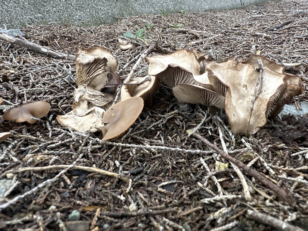 Wavy Cap in December 2023 by mothershipred · iNaturalist