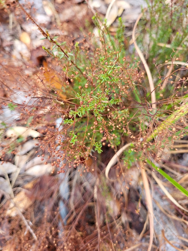 Deckert's pinweed in December 2023 by Melissa · iNaturalist