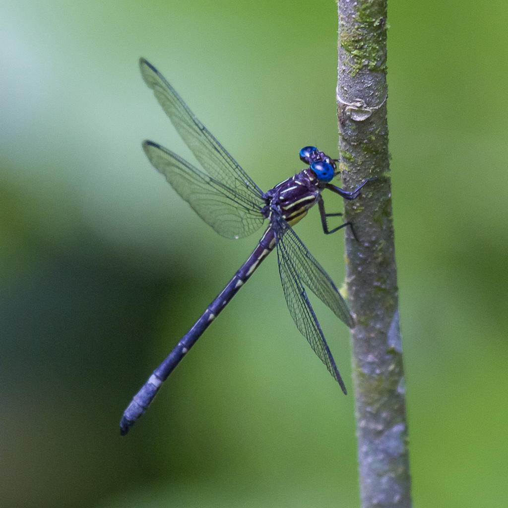 Fork-tipped Knobtail from Panama, Panamá Province, Panama on July 20 ...