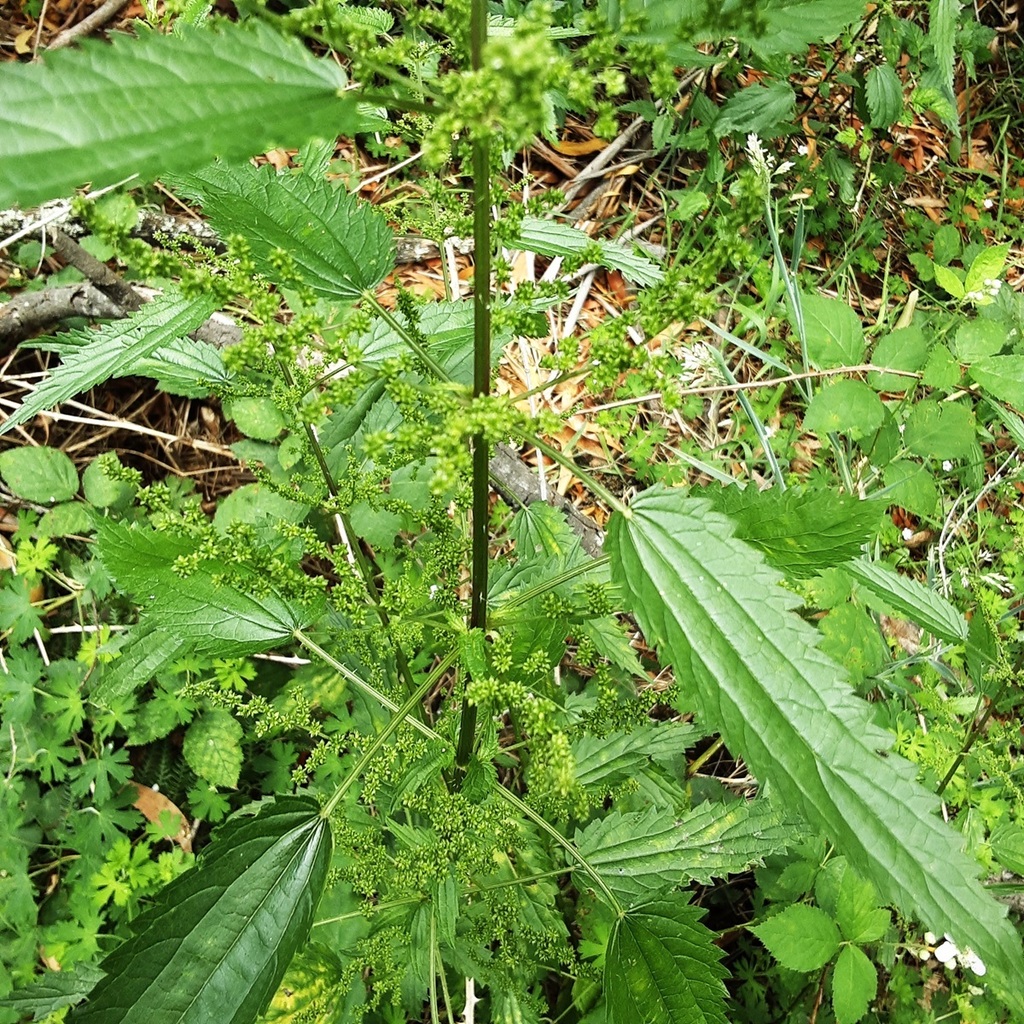 Scrub Nettle from Sunny Corner State Forest, Portland NSW 2847 ...