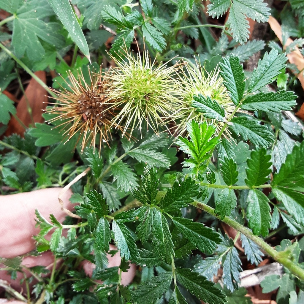 Biddy-biddy from Sunny Corner State Forest, Portland NSW 2847 ...