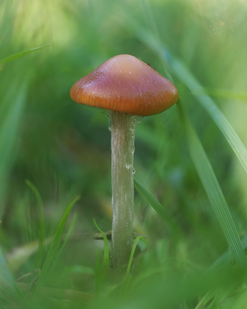 Wavy Cap in November 2023 by Max Mudie · iNaturalist