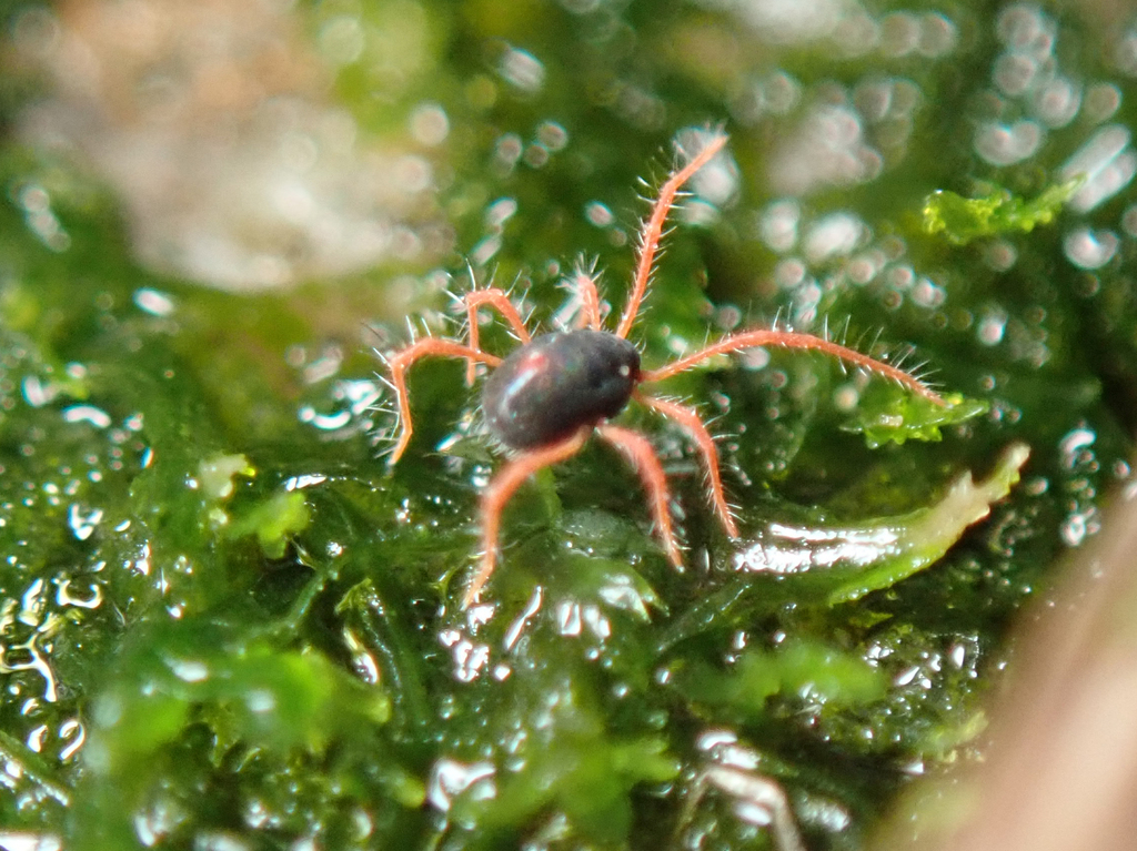 Blue Oat Mite from 61320 La Lande-de-Goult, France on December 28, 2023 ...