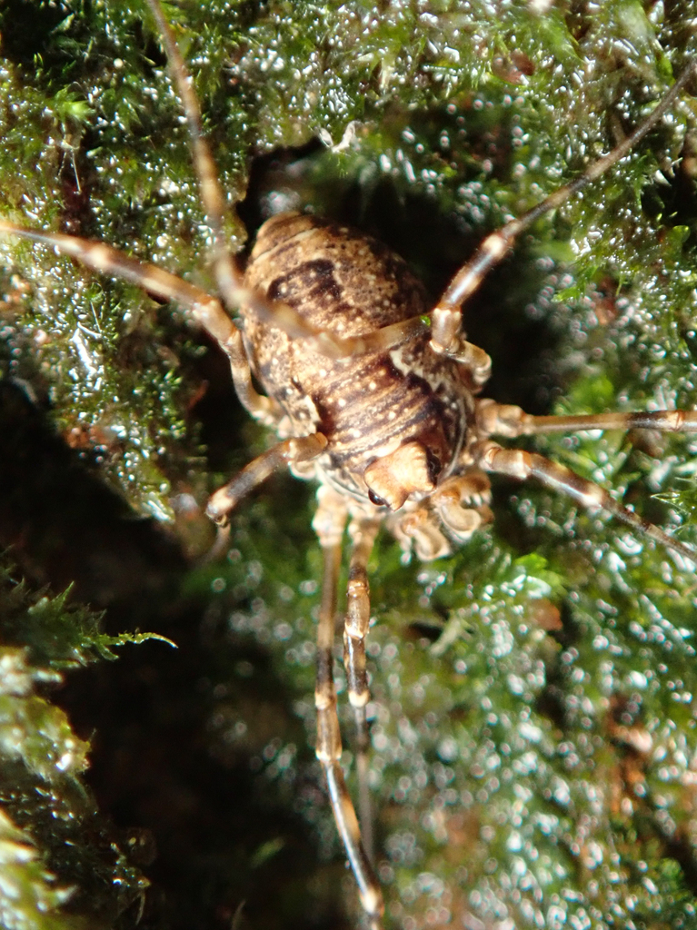Platybunus pinetorum from 61320 La Lande-de-Goult, France on December ...