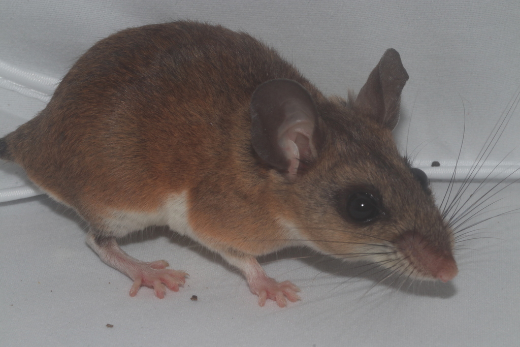 Yucatán Deer Mouse from Puerto Morelos, Q.R., México on June 10, 2022 ...