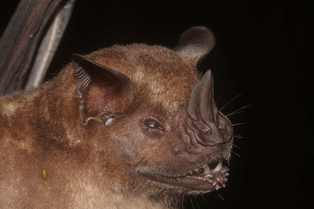 Jamaican Fruit-eating Bat from Puerto Morelos, Q.R., México on June 22 ...