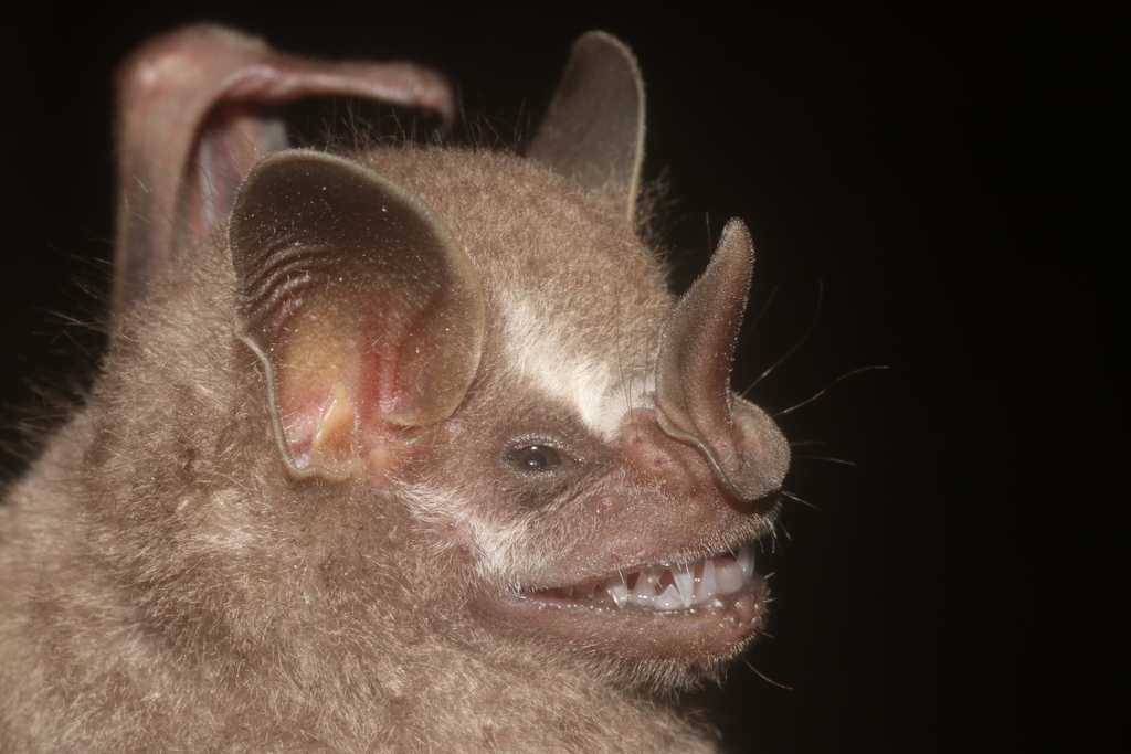 Pygmy Fruit-eating Bat from Puerto Morelos, Q.R., México on June 22 ...