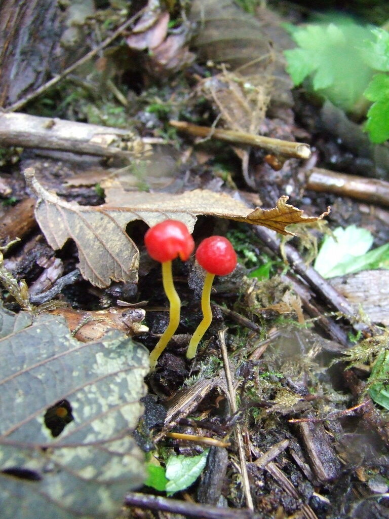 orange bonnet from clinton, wa on September 1, 2023 by Danny Miller ...