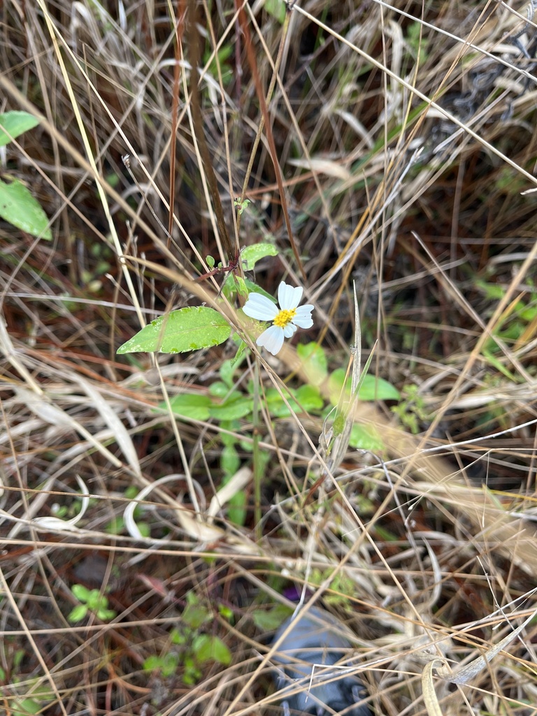White beggarticks from Eastpoint, FL, US on December 27, 2023 at 10:20 ...