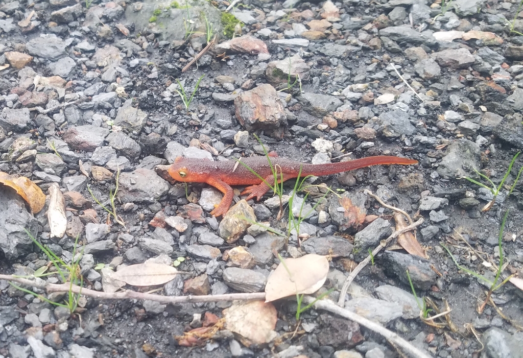 Sierra Newt from Flemming Meadow, CA, USA on December 3, 2023 at 01:34 ...