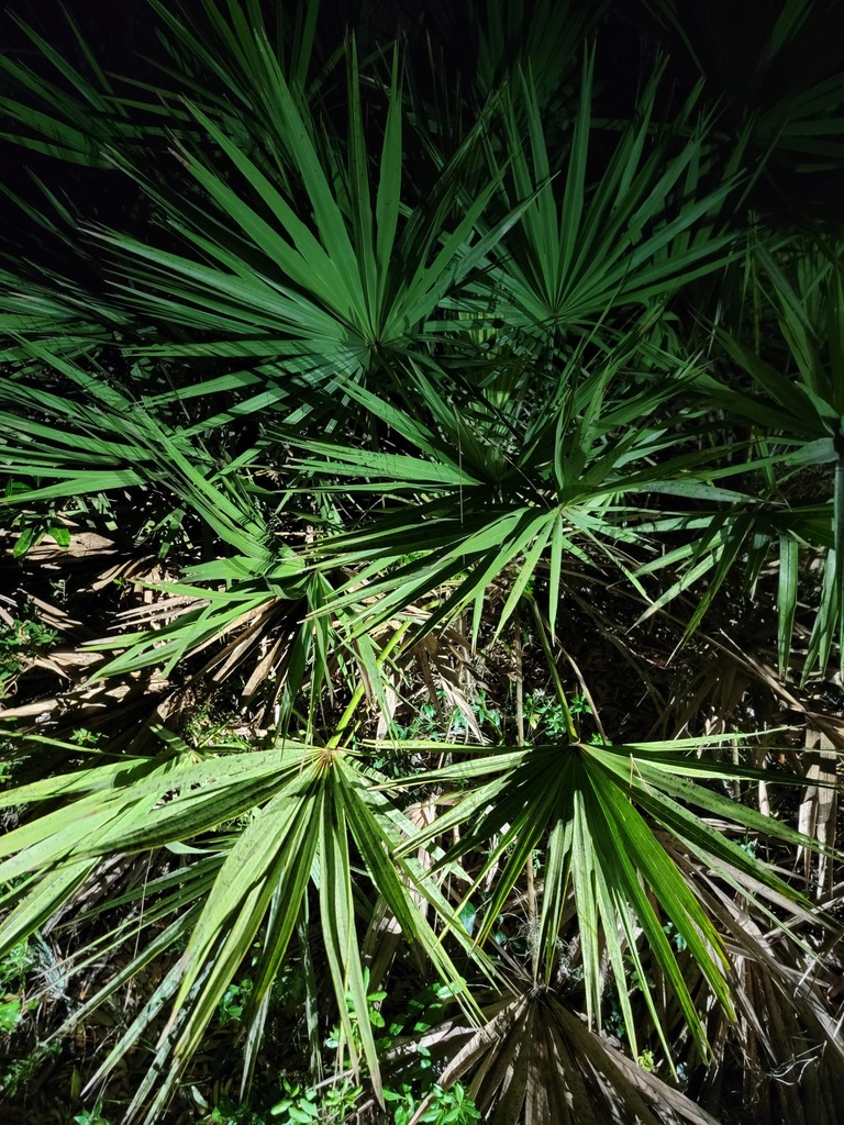 Coryphoideae from Putnam County, FL, USA on December 16, 2023 at 05:48 ...