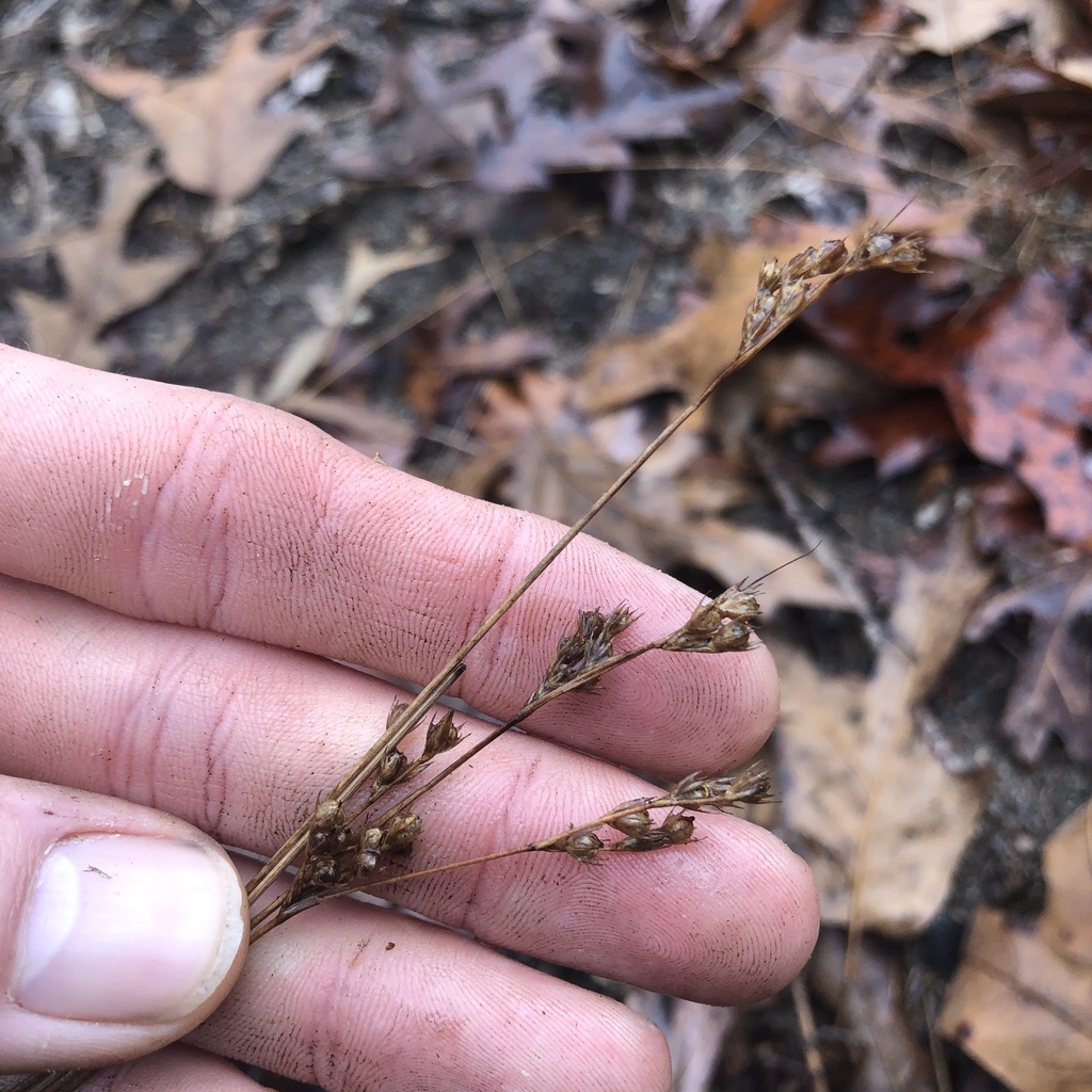 rushes from West Deptford, NJ, USA on December 28, 2023 at 03:39 PM by ...