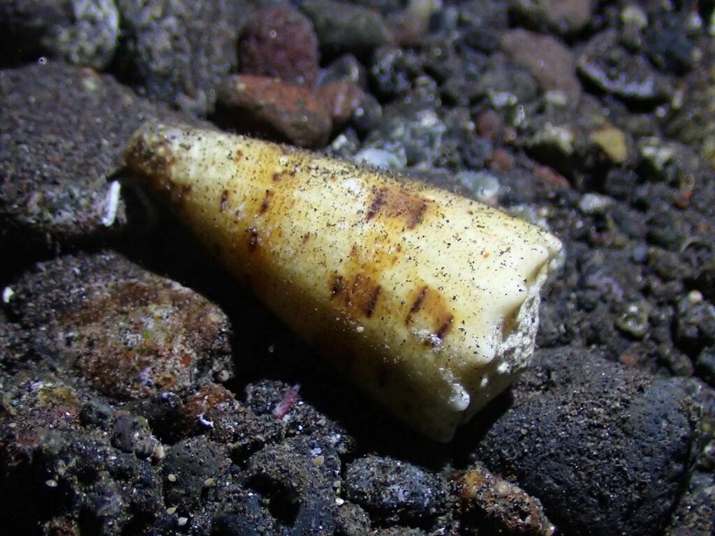 The Darkened Cone from Karang Asem, ID-BA, ID on December 28, 2023 at ...