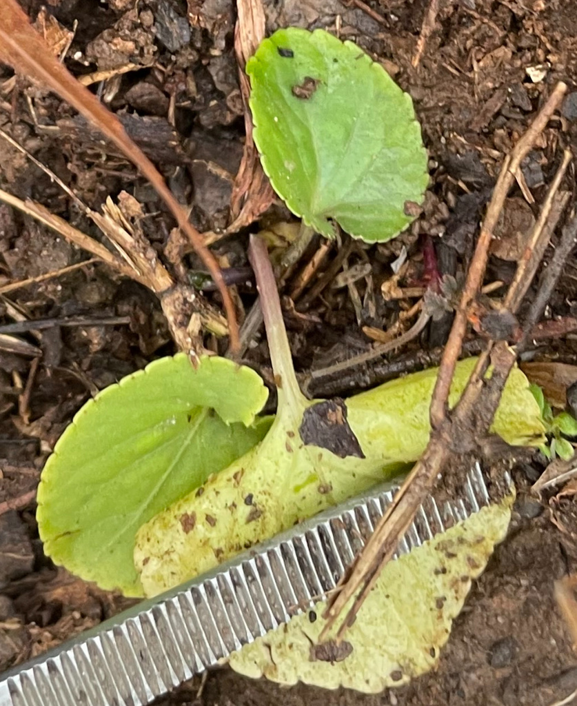 Prostrate blue violet from Cartwright Mountain Rd, Mountainburg, AR, US ...