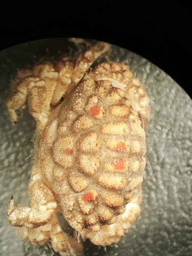 Paractaea plumosa · iNaturalist United Kingdom