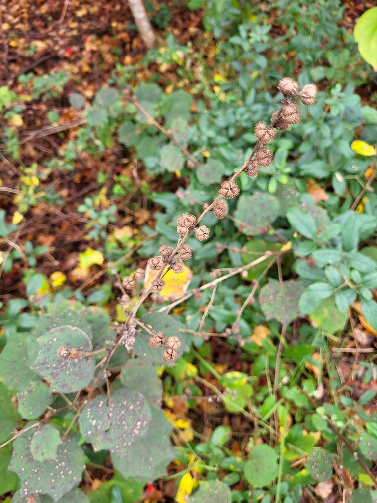 Caesar weed in December 2023 by Melissa · iNaturalist