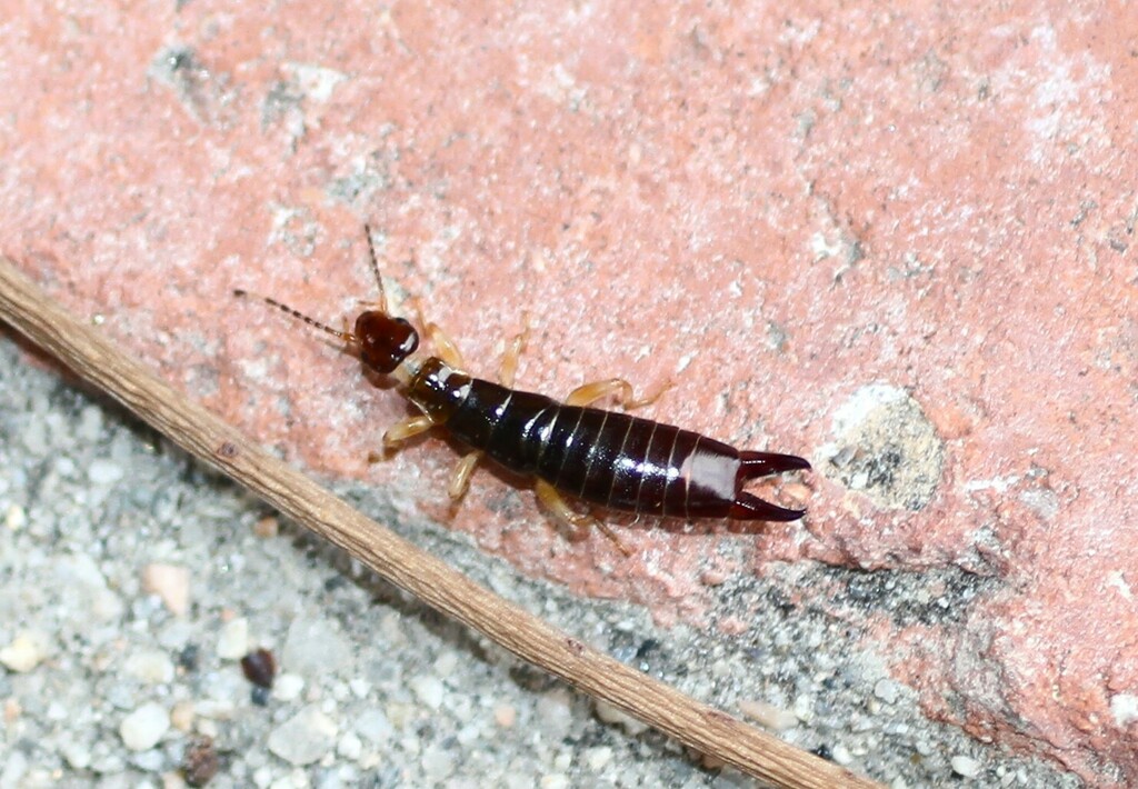 Ring-legged Earwig from Los Nietos, La Habra, CA 90631, USA on December ...