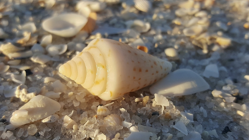 Cone Snails from Pensacola Beach, FL, USA on December 28, 2023 at 08:19 ...