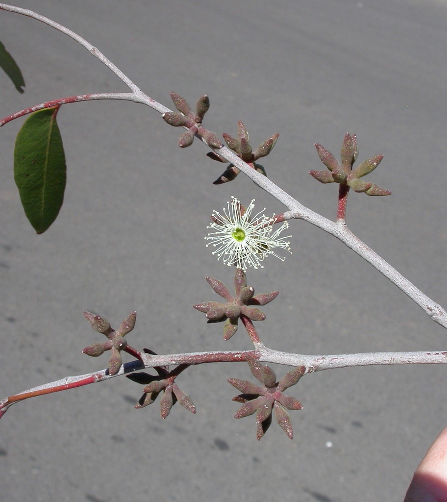 White Stringybark from Munro VIC 3862, Australia on December 2, 2010 at ...