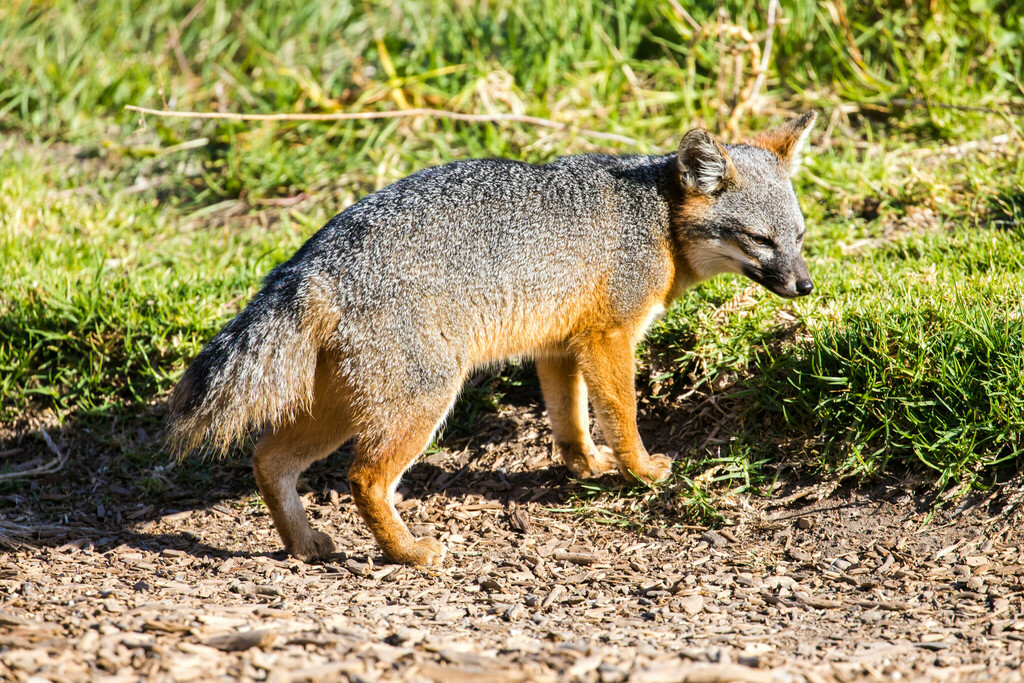 Santa Cruz Island Fox from Channel Islands National Park, CA, US on ...