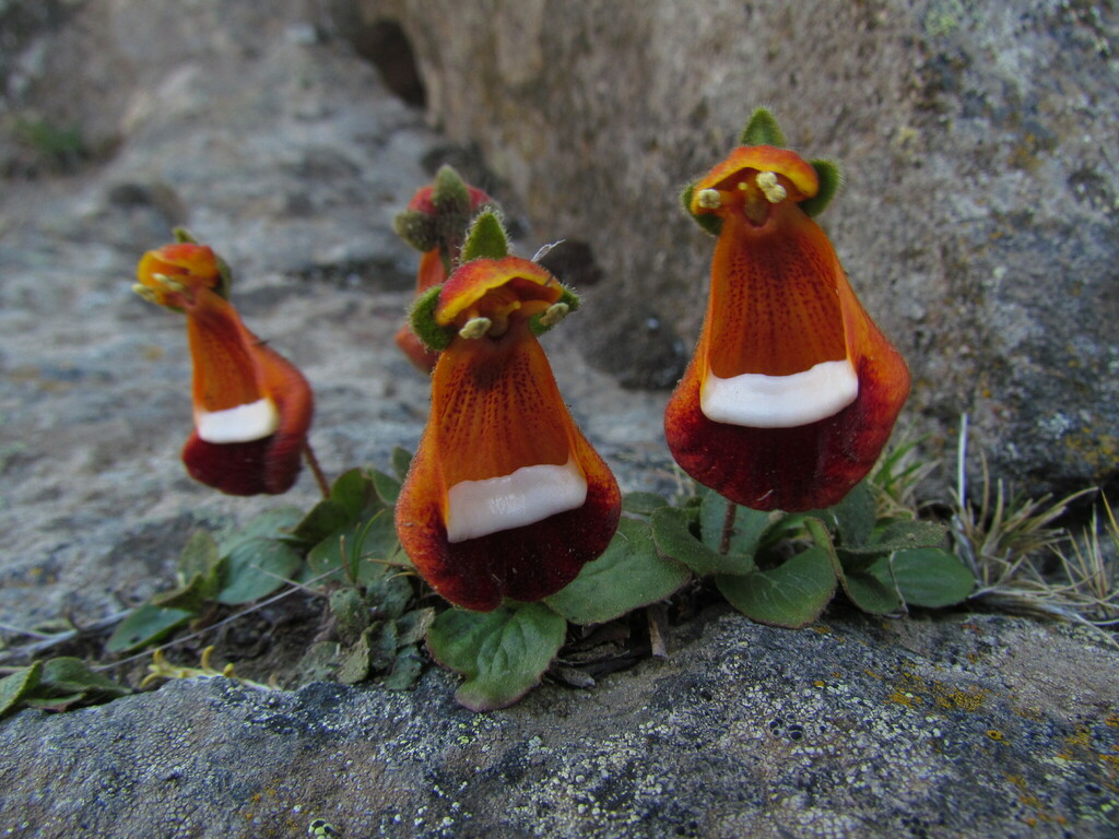 Darwin's Slipper from Lago Buenos Aires, Santa Cruz, Argentina on ...