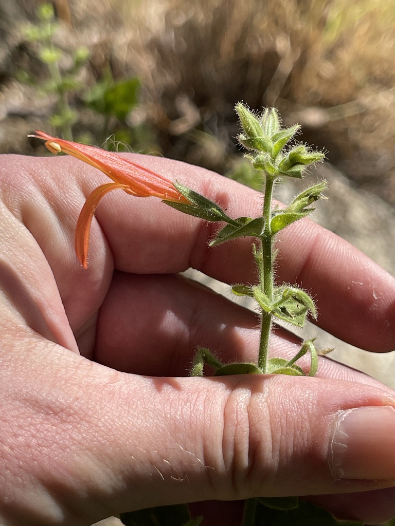 Purpus' Hummingbird Flower from Cascada Sol de Mayo Sendero, Los Cabos ...