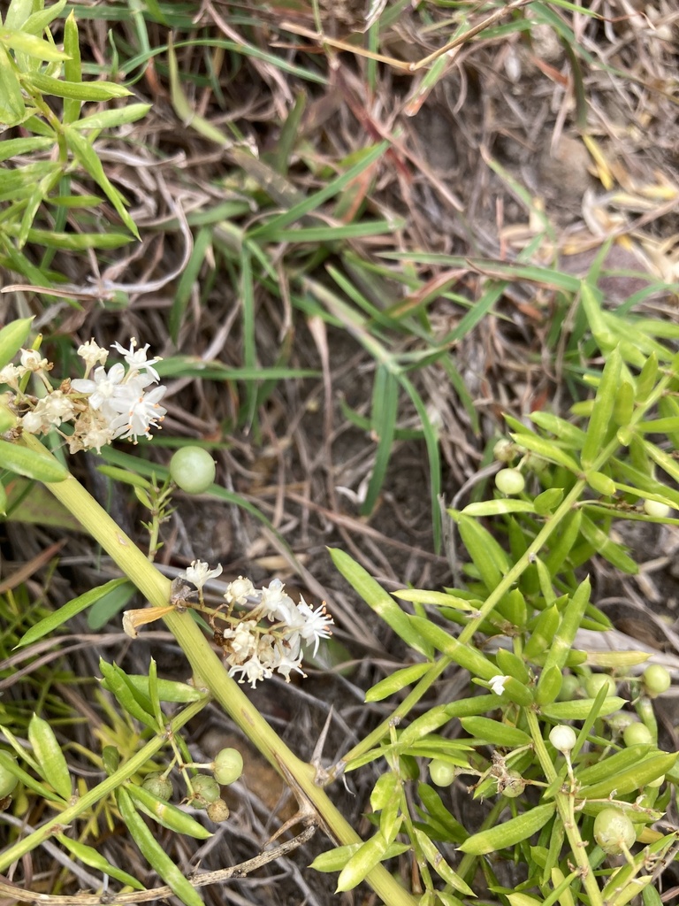African Asparagus from Noosa National Park, Noosa Heads, QLD, AU on ...