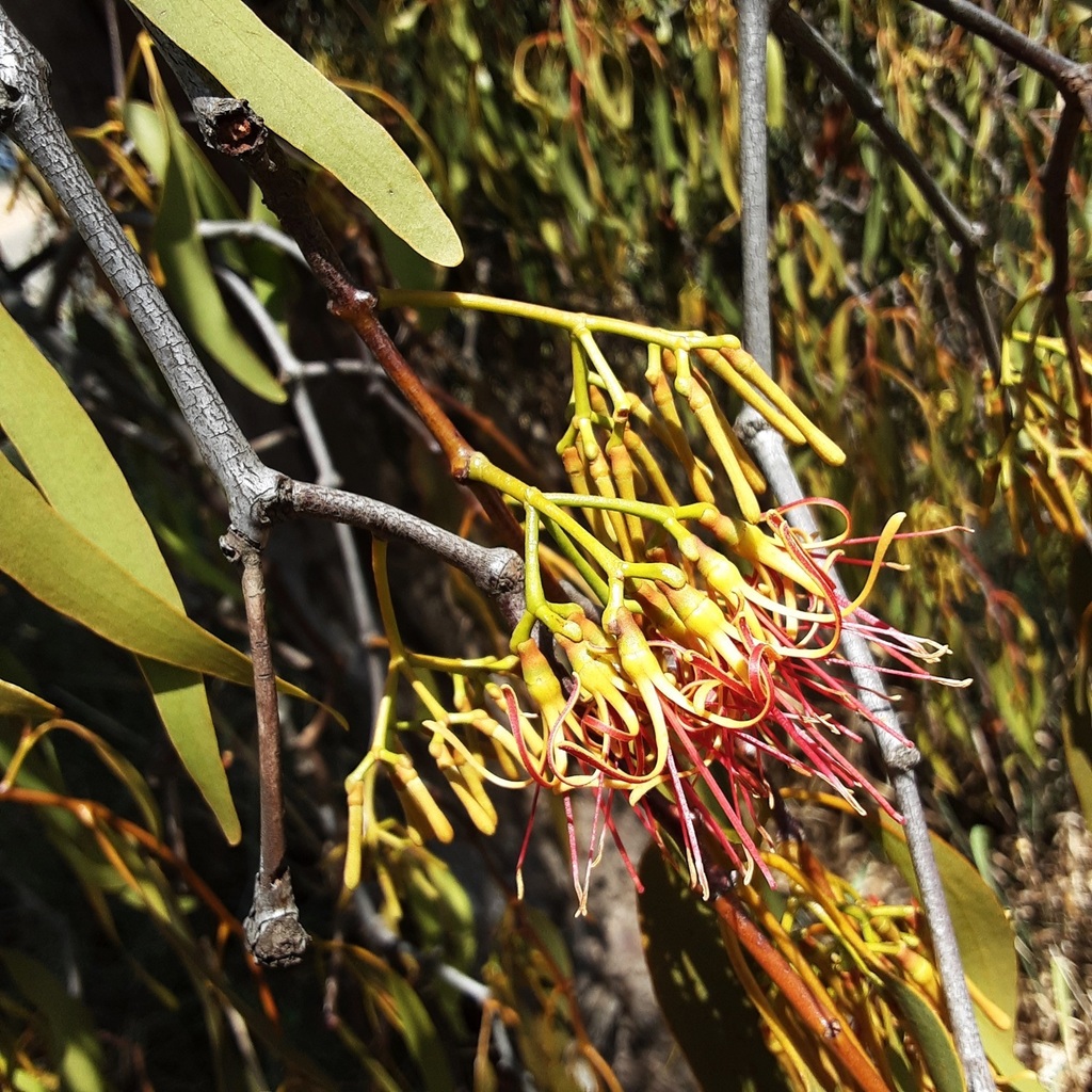 Box Mistletoe from Glanmire NSW 2795, Australia on December 28, 2023 at ...